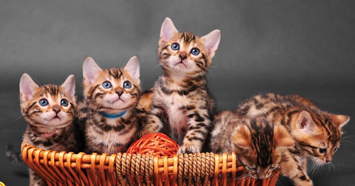 Tom Cruise 'made sure not to land on a cat': Meet the woman who trains ...