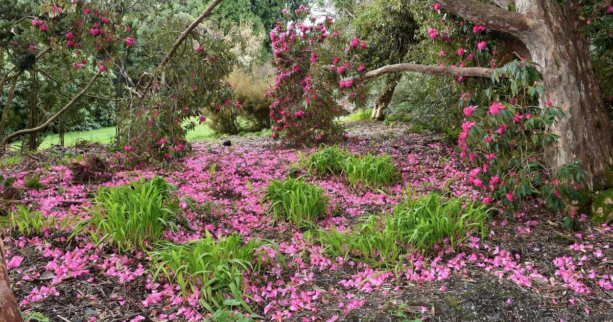 Irish Examiner view: Eradicate voracious rhododendron