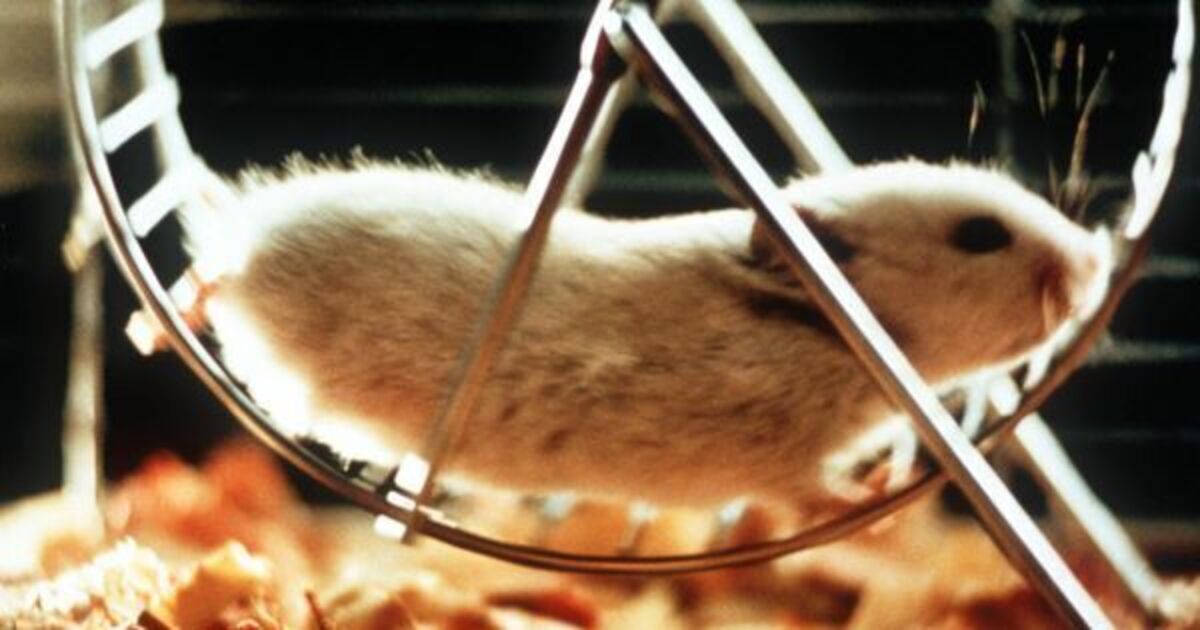 Hamster christened 'Jesus' after Easter resurrection