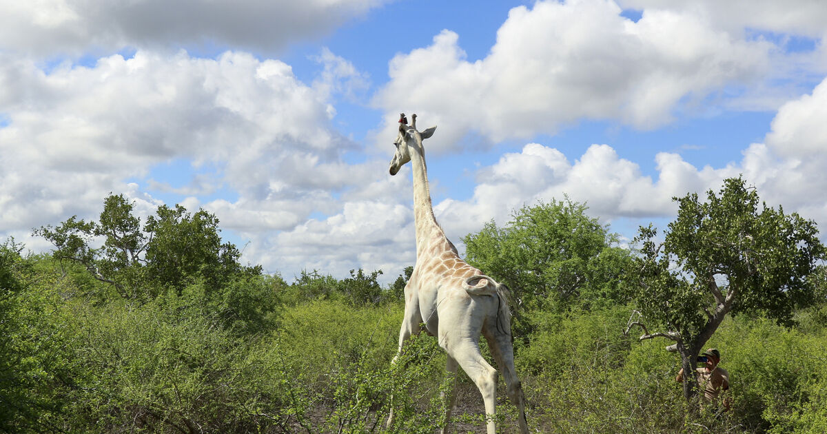 World’s last known white giraffe gets GPS tracking device