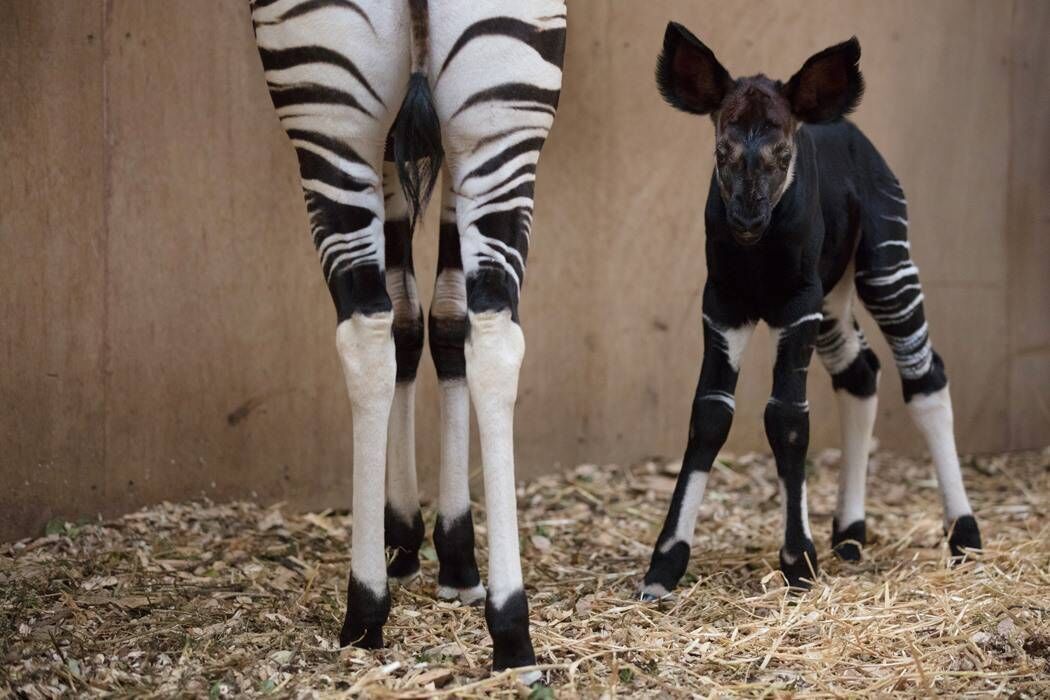 Sunday TV Tips: meet the first okapi born at Dublin Zoo