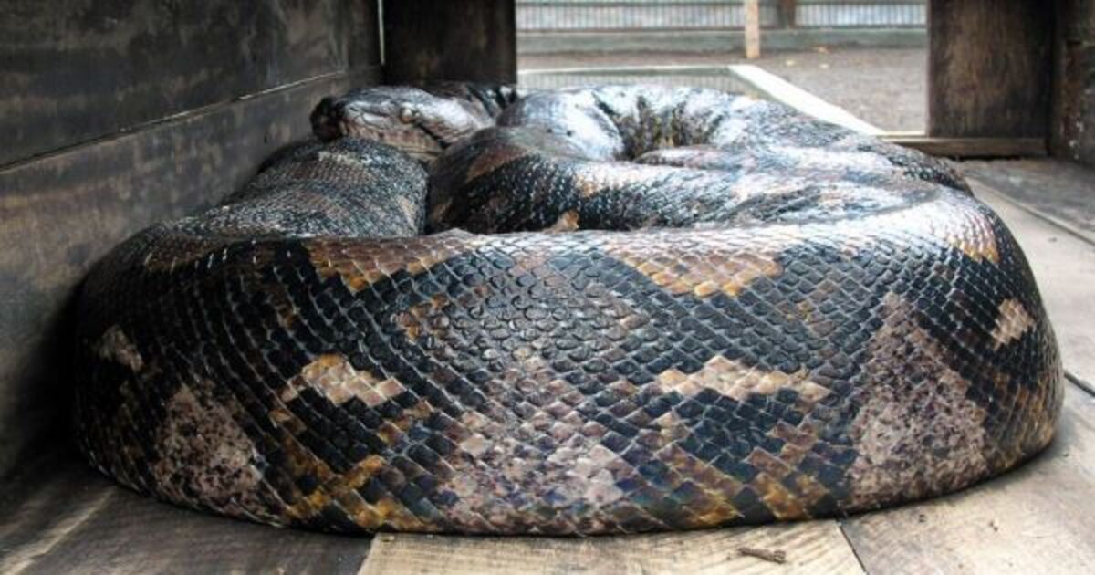 Tragic boys died from asphyxiation from unpermitted python