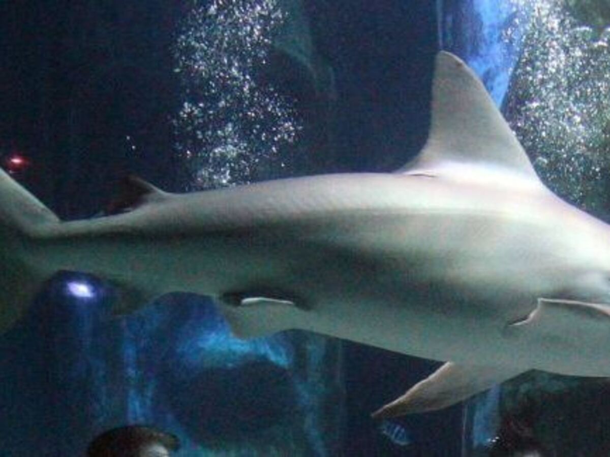 German tourist shark attack maui | Insiderpuj.com