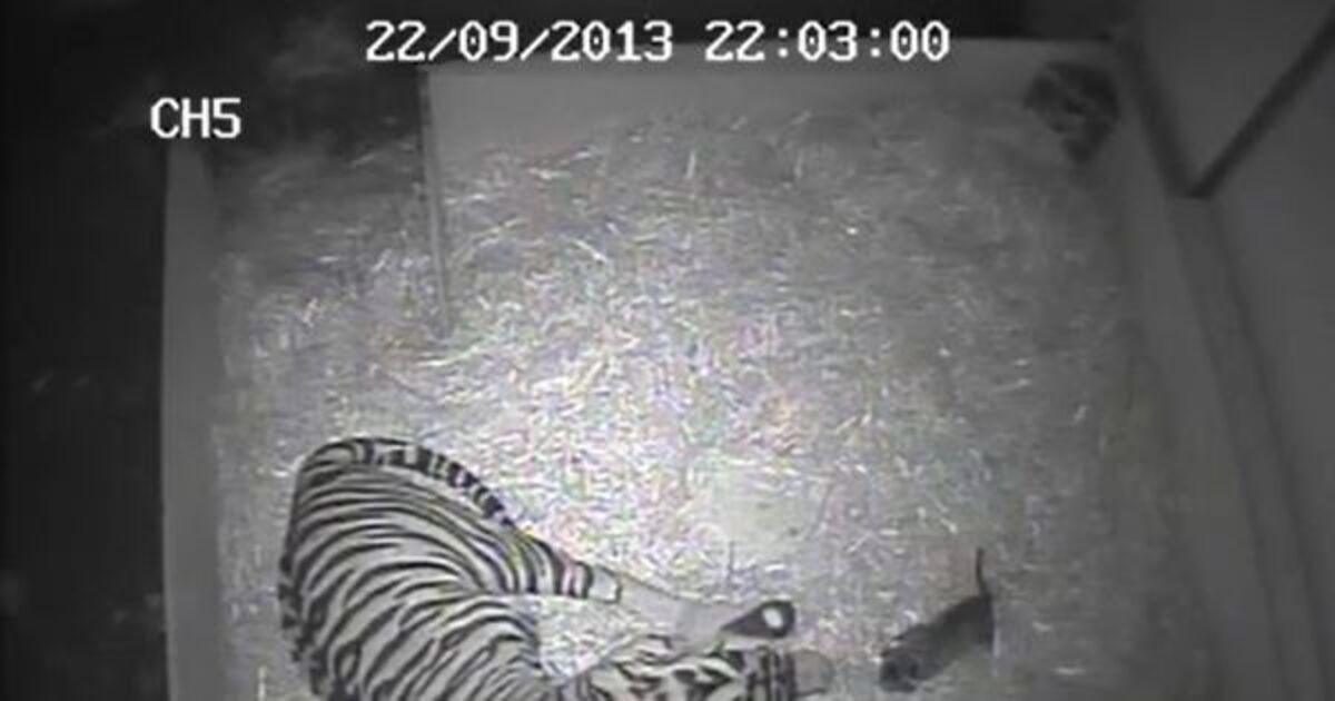 Sad news at London Zoo as tiger cub drowns