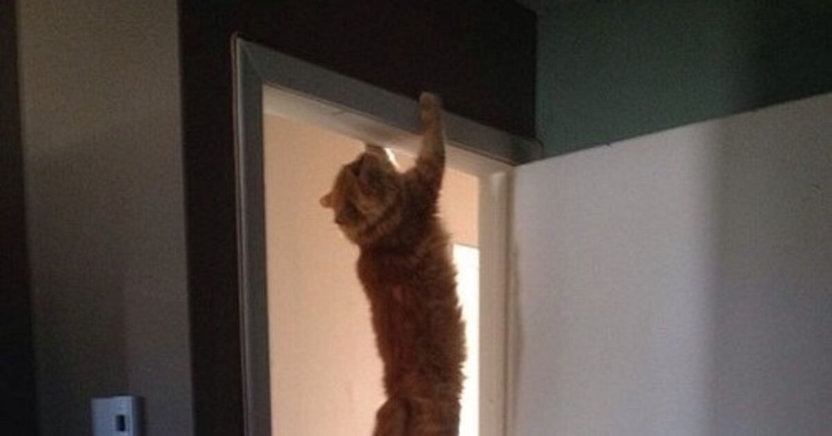 Is this the strongest house cat ever?