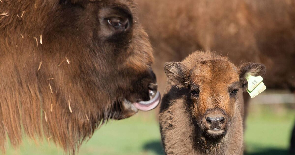 Fota Wildlife Park announce birth of baby European bison