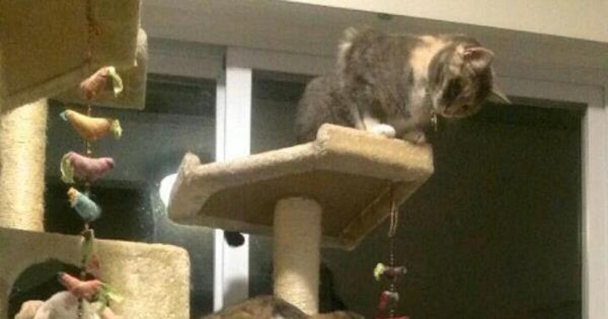 Cats show dog their version of the pecking order