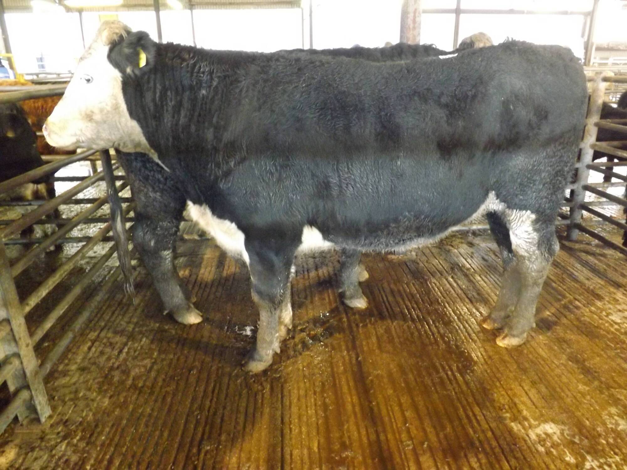 Final beef push to UK before new year uncertainty