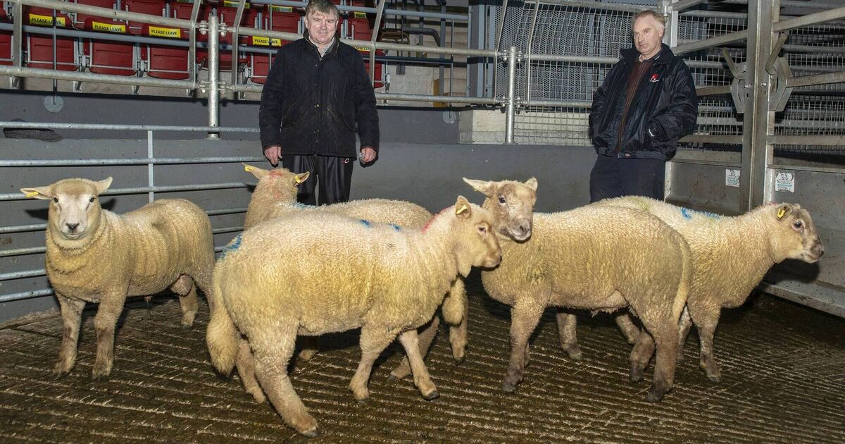 Very strong lamb trade continues but prices steady