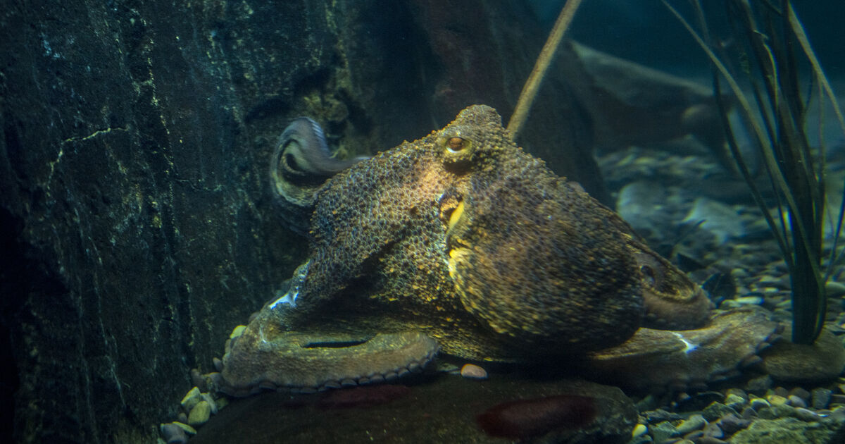 'Finding-Dory' style octopuses wash up in Goleen and Sneem