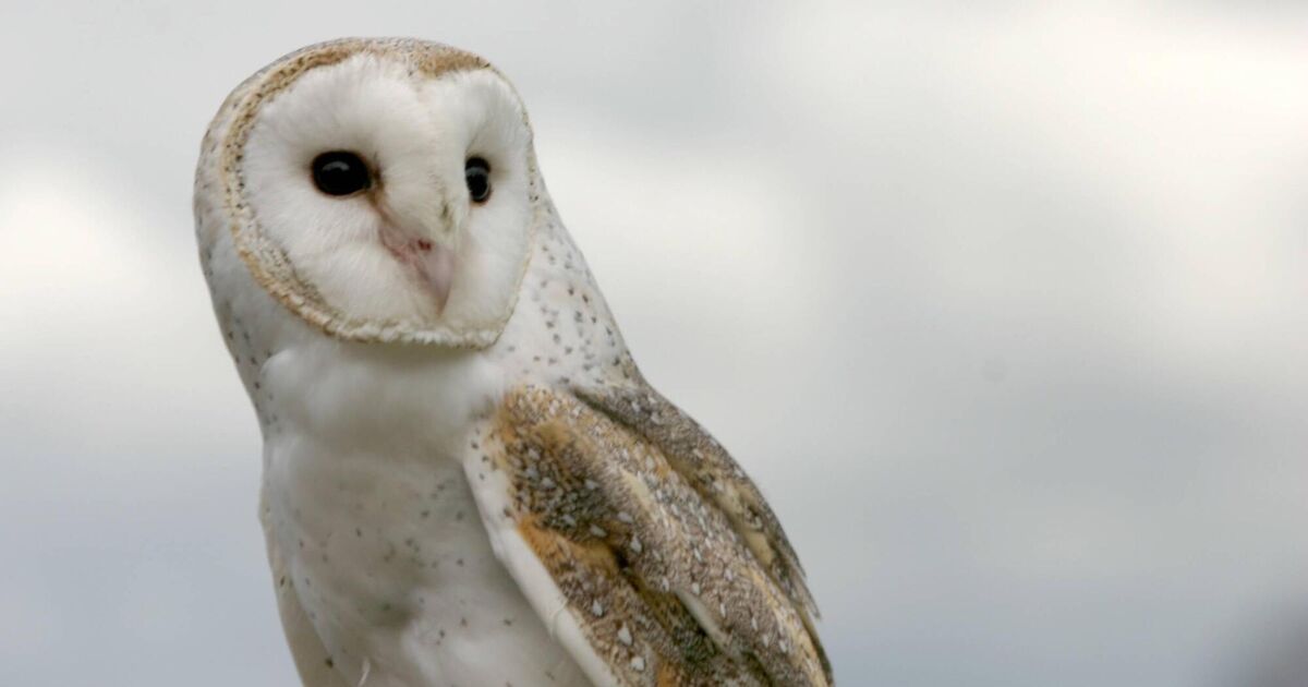 Irish Examiner view: Save barn owls