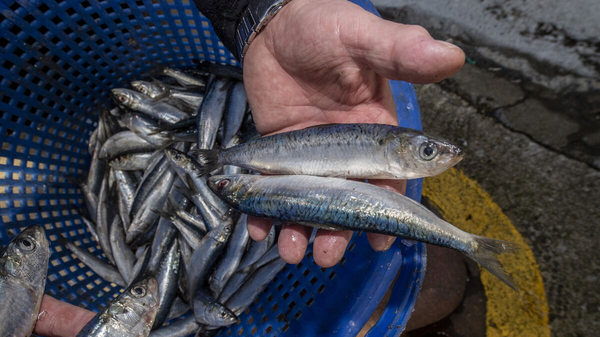Sardine Front View