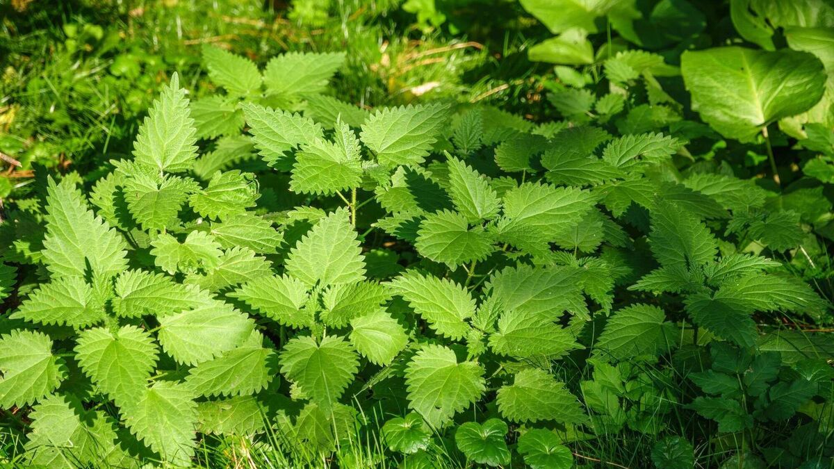 Why we need to rethink Ireland's hated nettle