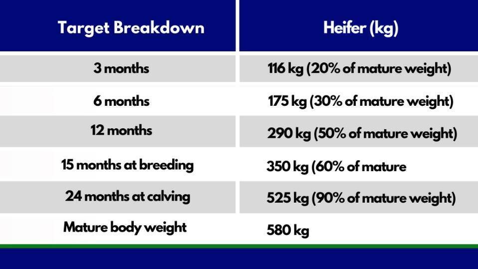 Calf rearing: Guide to getting the basics right