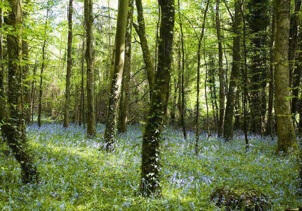 Staff of 29 now working on forestry appeals in DAFM