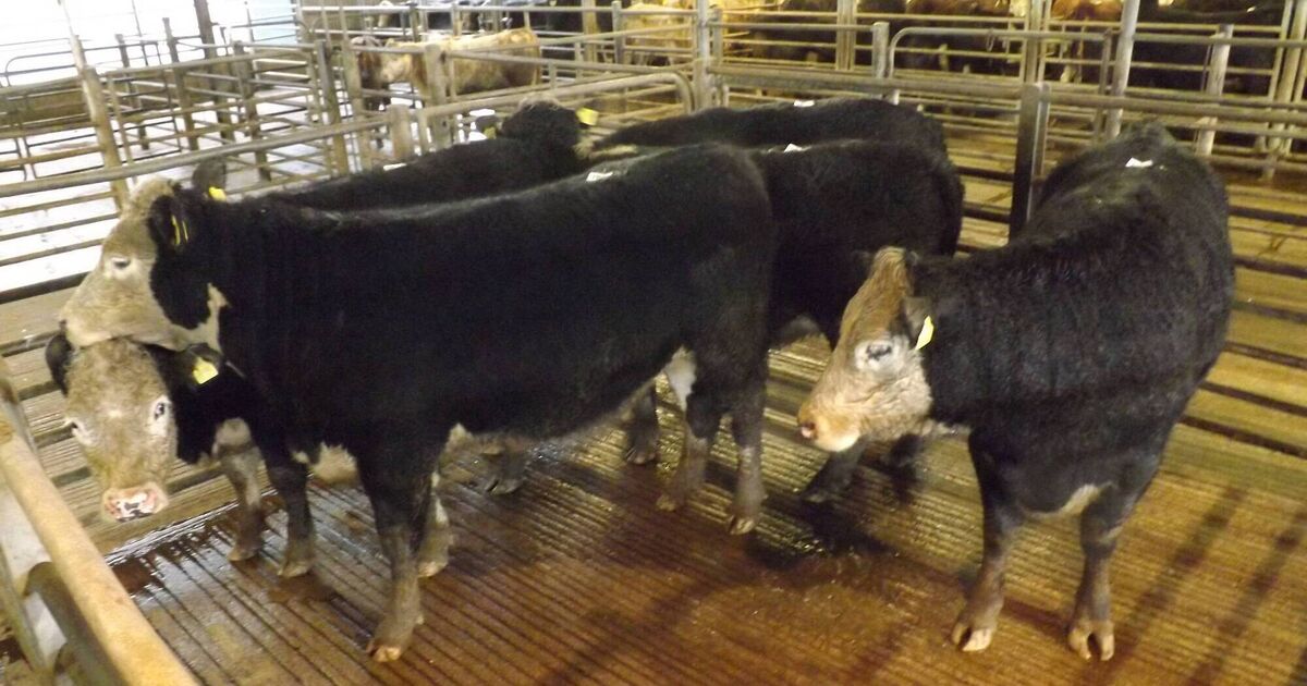 Cows the strongest sector in unsettled 2021 beef cattle market