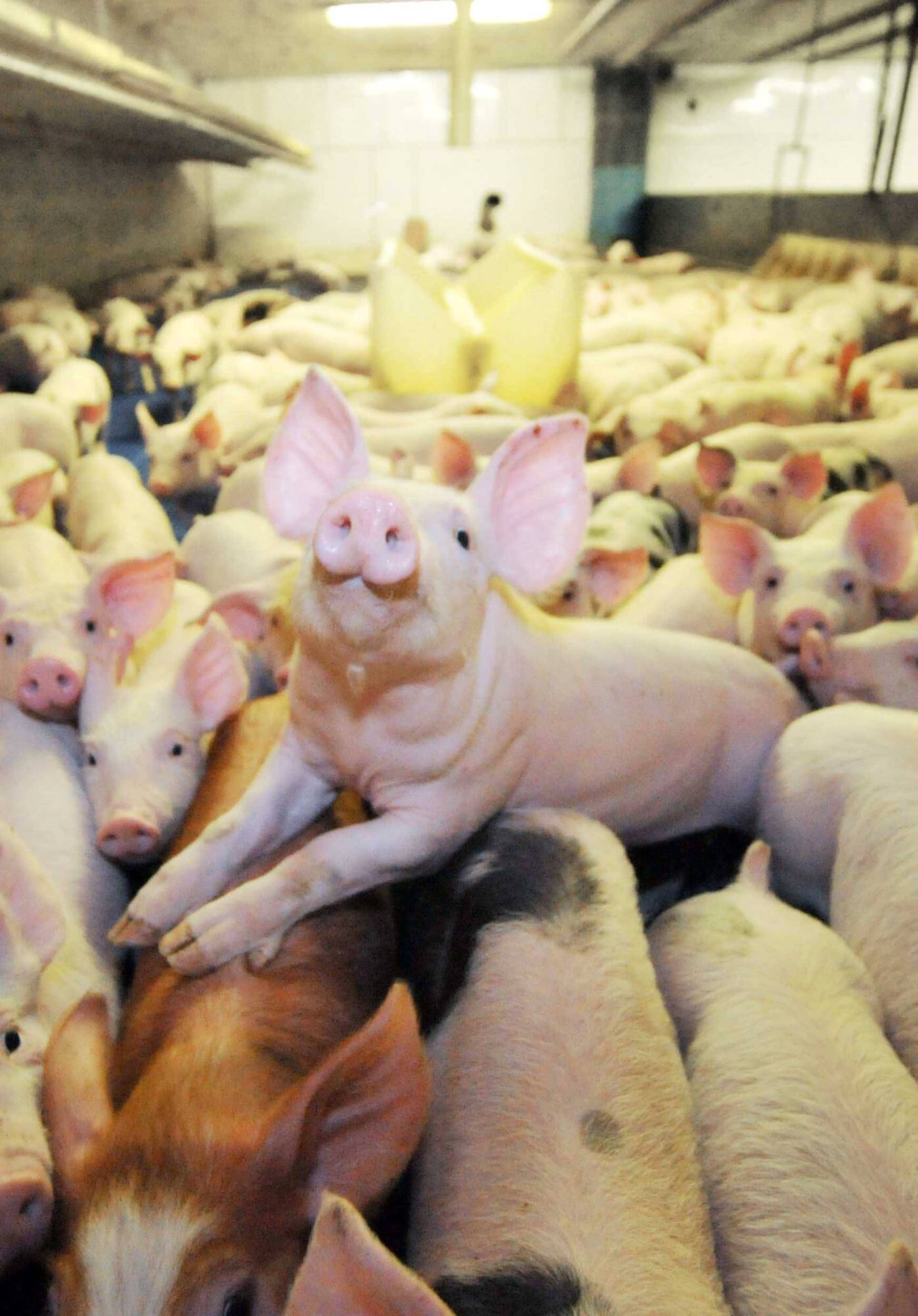Pig farmers dodged a bullet
