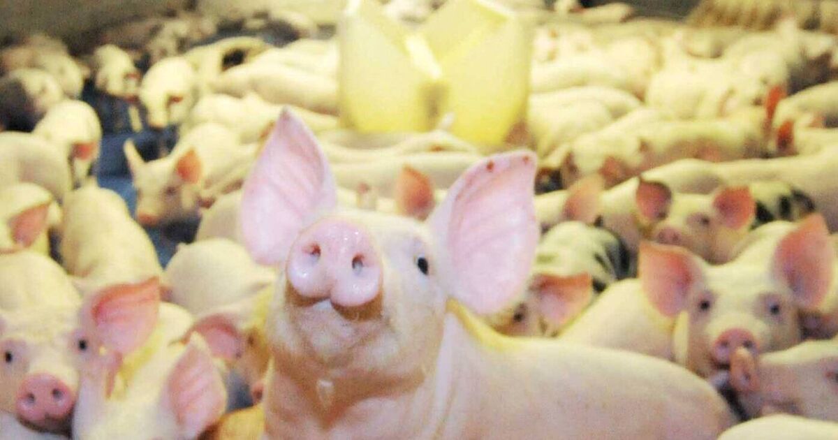Pig farmers dodged a bullet