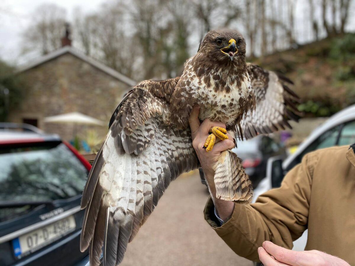 Keep Calm And Follow The Buzzards