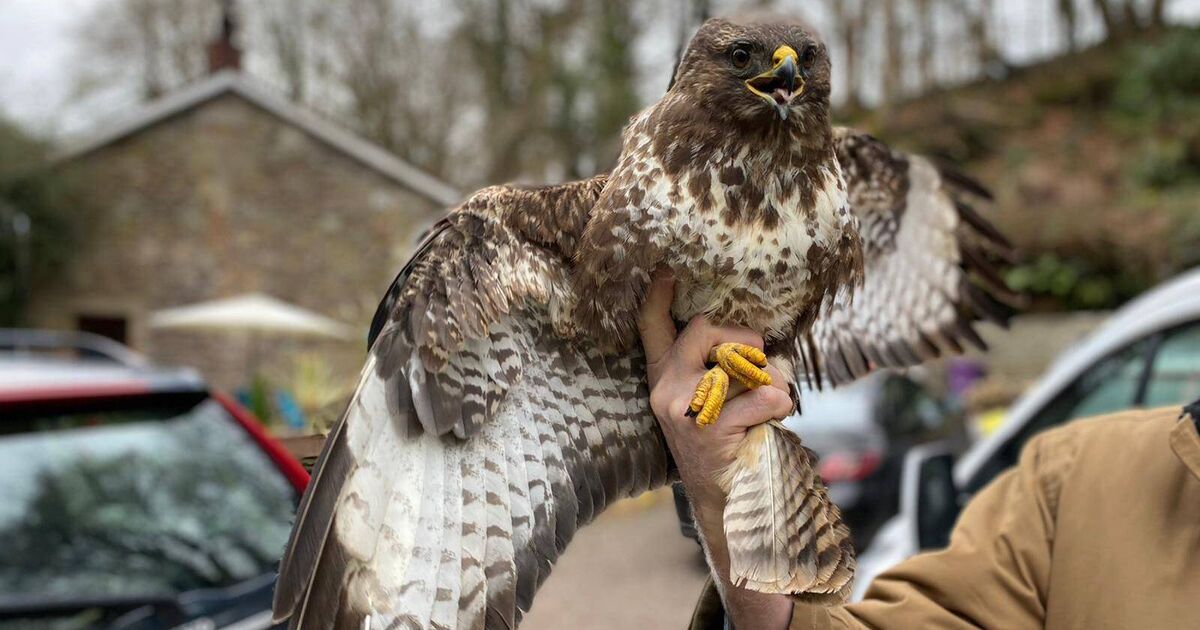 Magnificent buzzard to soar again after daring roadside rescue in Cork