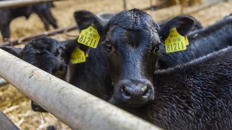 Dairy advice: Aiming to achieve peak feed intake