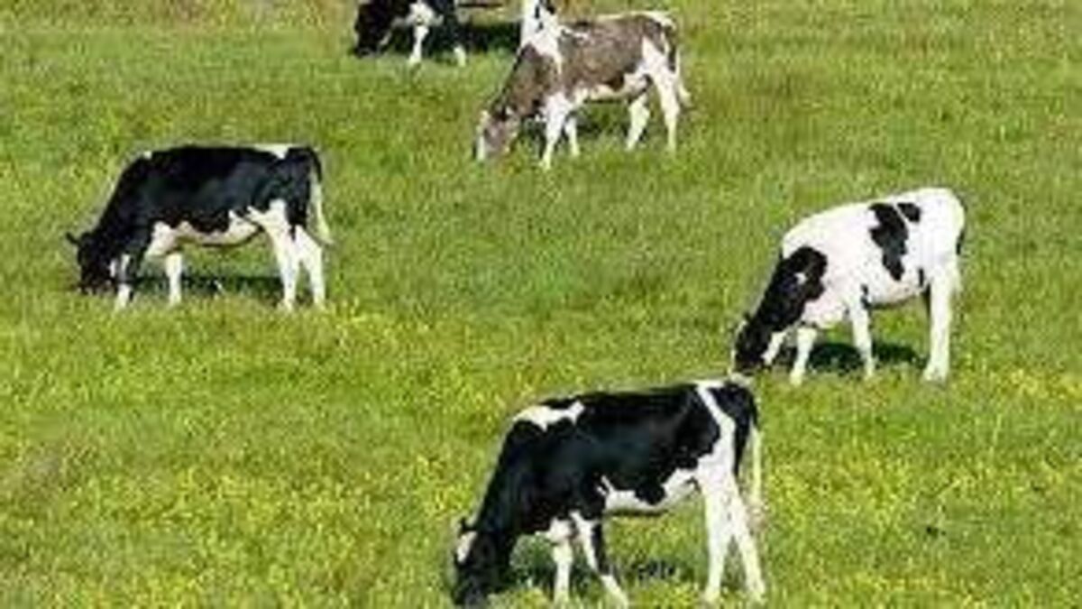 Co-ops call for guidelines on zero grazing