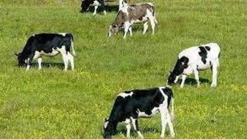 Co-ops call for guidelines on zero grazing