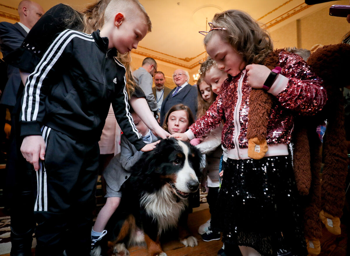 President Higgins welcomes Bernese mountain puppy Misneach into the Áras