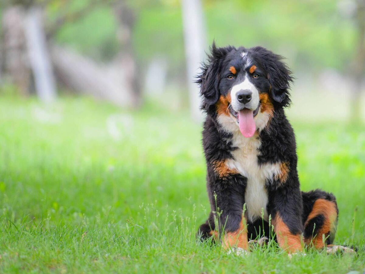 Why Does My Younger Dogsit On My Older Dog