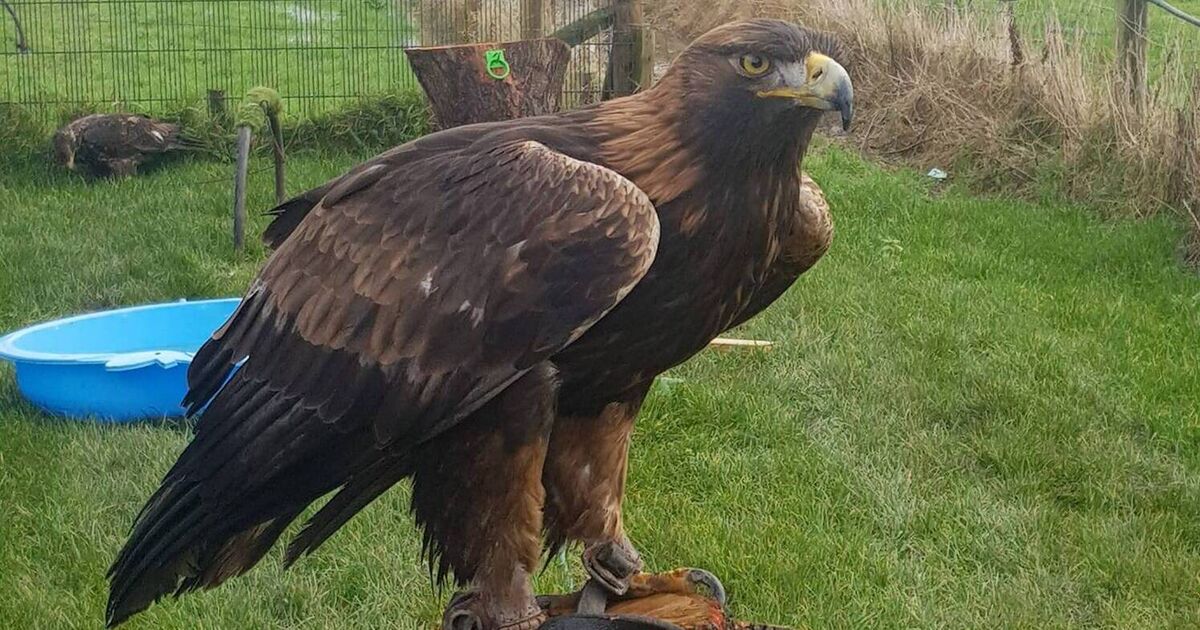 Owner of golden eagle appeals for help as bird goes missing in Wicklow