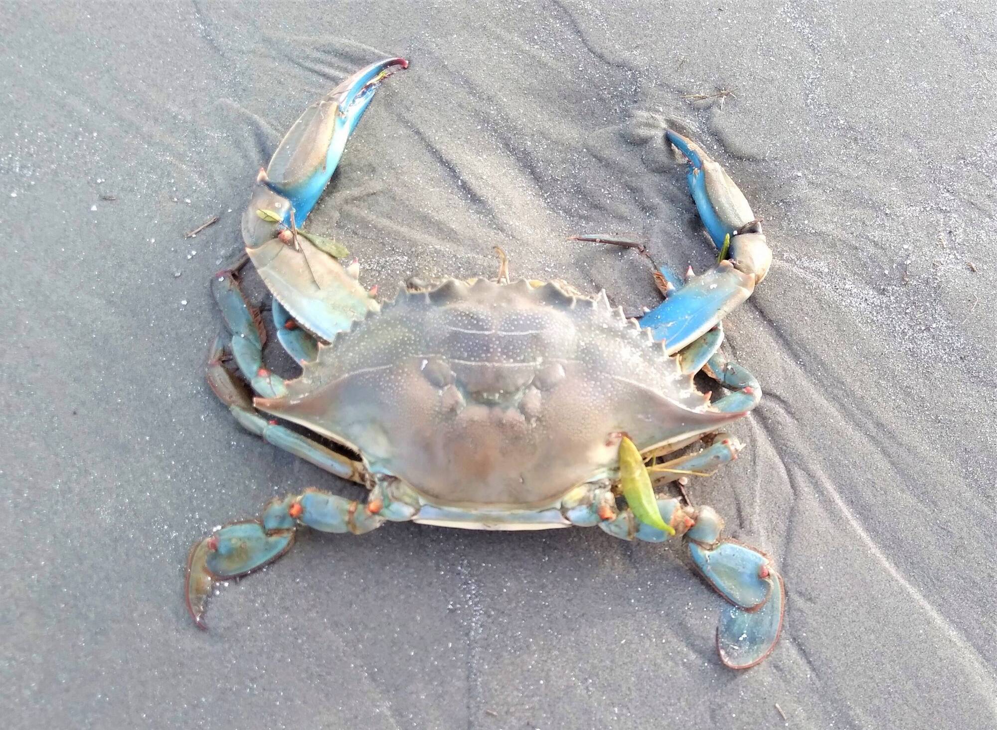 Beach walkers urged to report any sightings of 'invasive' blue crab