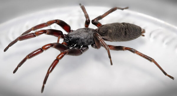 Never mind the heat, what about the flesh-eating spiders?