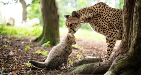 irish examiner death notices