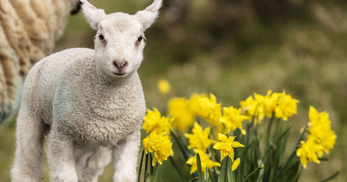 Irish Examiner view: Spring equinox and shoots of hope