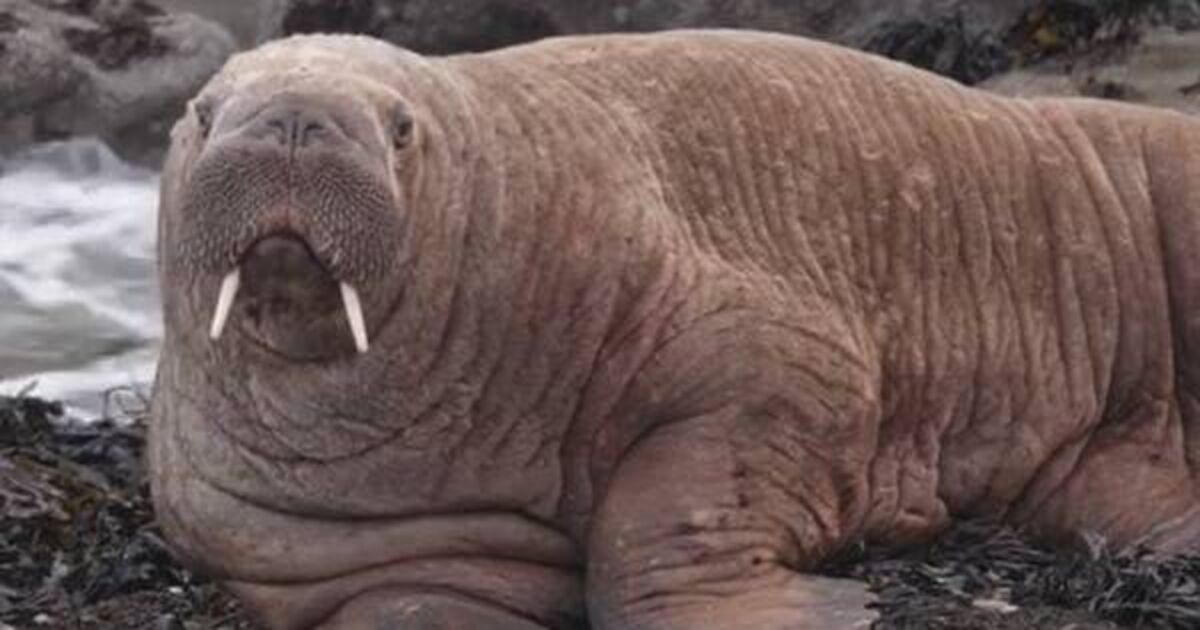 Watch: Giant walrus that visited Ireland appears in Wales