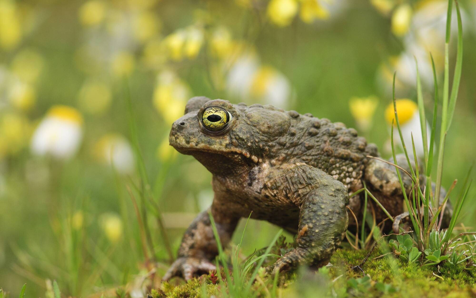 Donal Hickey: Local groups join forces to save natterjack toad