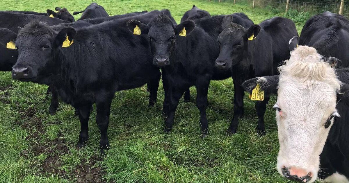 Taskforce hears of new beef pay option