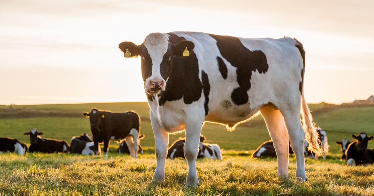 Kidneys rarely troublesome in bovines but are still fascinating