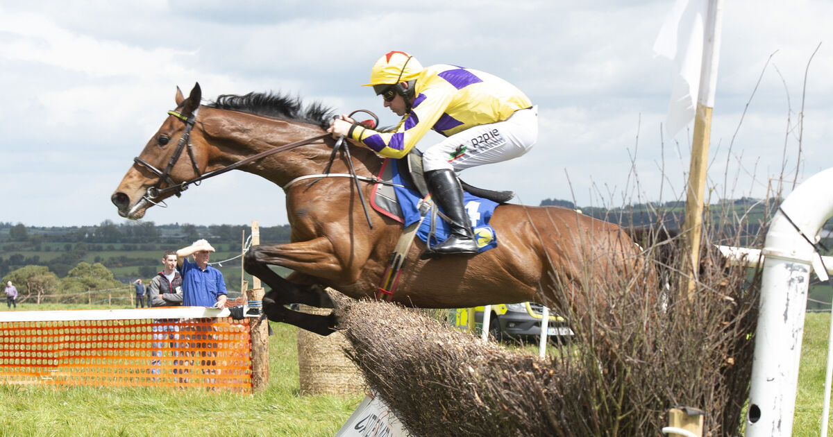 Wexford tips: Mt Leinster Gold can strike again for Colin Bowe