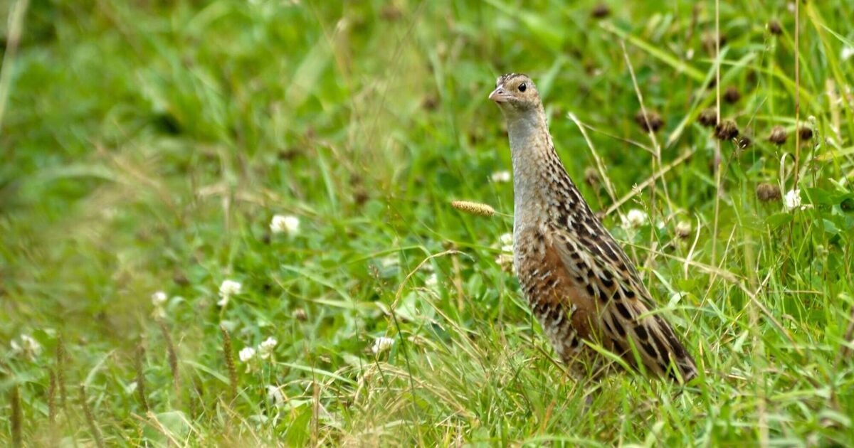 Niall Hatch: Ireland’s birds are faring worse than ever before