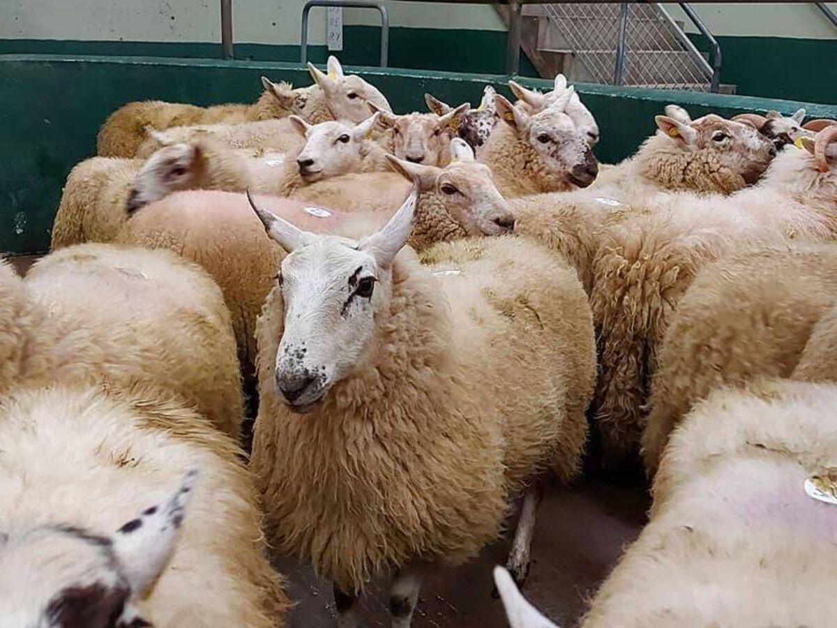 Historic Sheep And Lamb