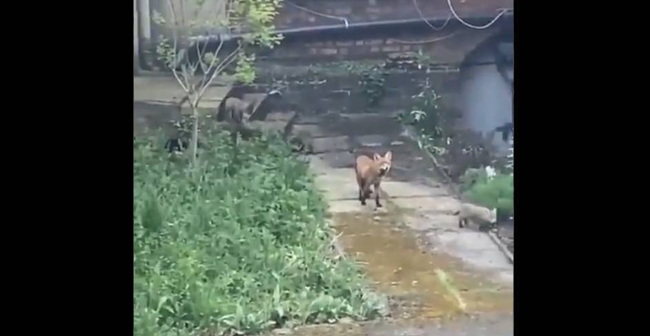 Watch: Trinity fox Sam welcomes cubs