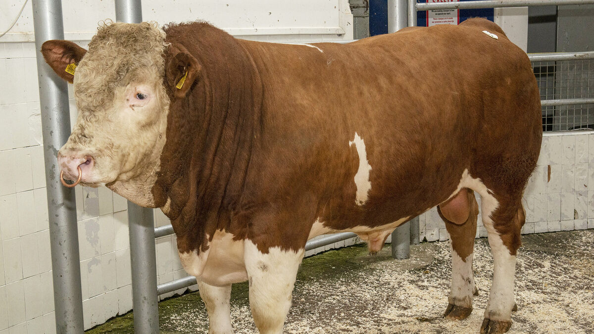 'Young bulls need to gain substantially every day'