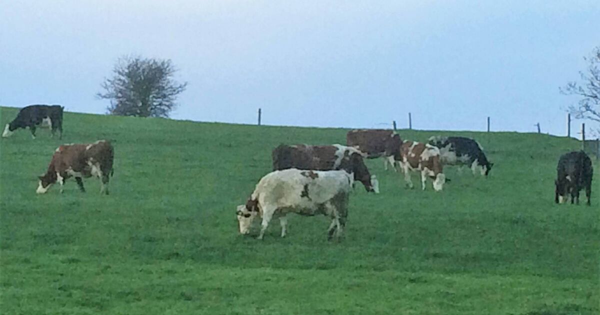 ‘Game changer' for dairy farmers as ICMSA launches new interactive milk price tracker