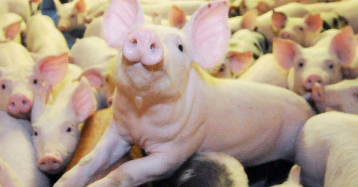 East Cork piggery on hold as seven parties lodge appeal