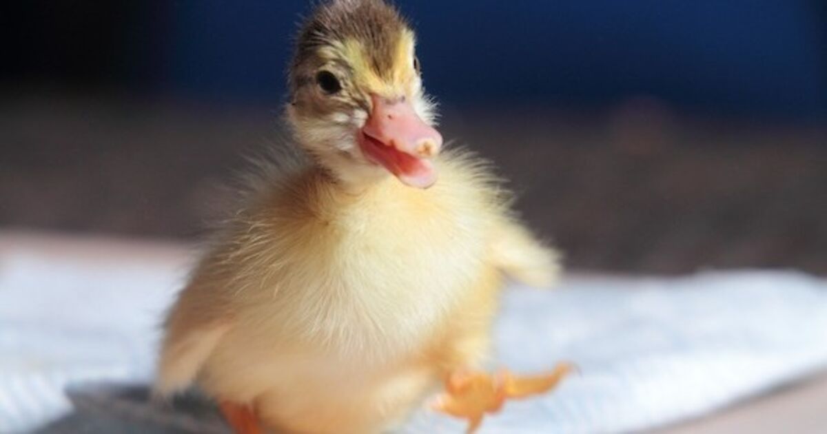 Disgust at people buying ducklings ‘for TikTok videos’