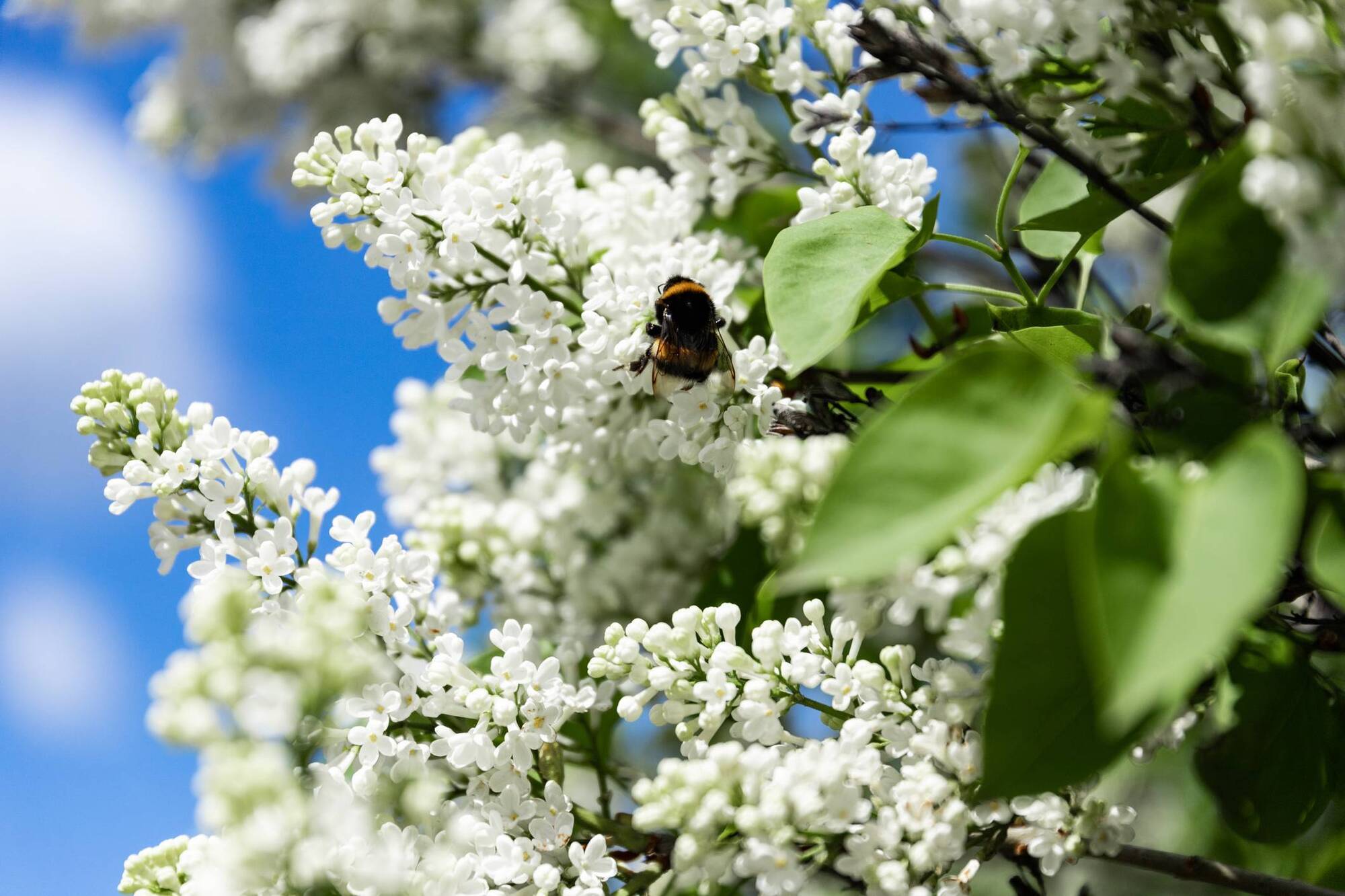 Let's hear it for lilac: Tracing the history of a garden classic