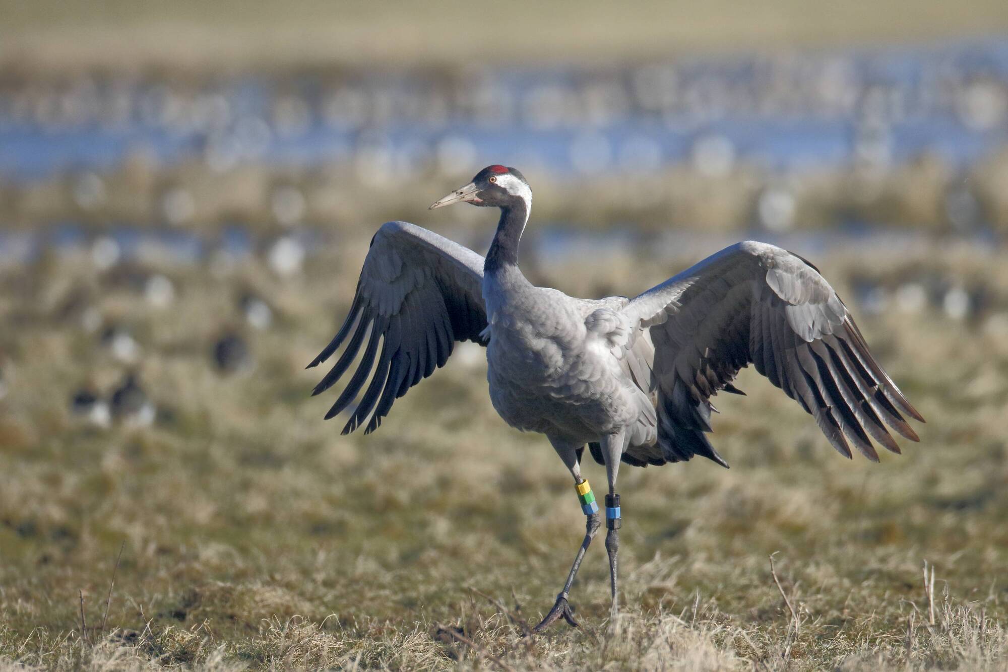 Nesting cranes offer hope of a return to Ireland after centuries