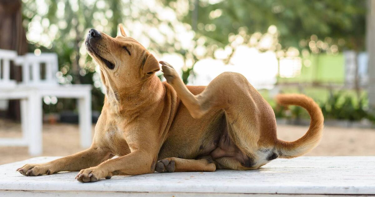 Pete the Vet: How to get rid of your dog's irritating itch