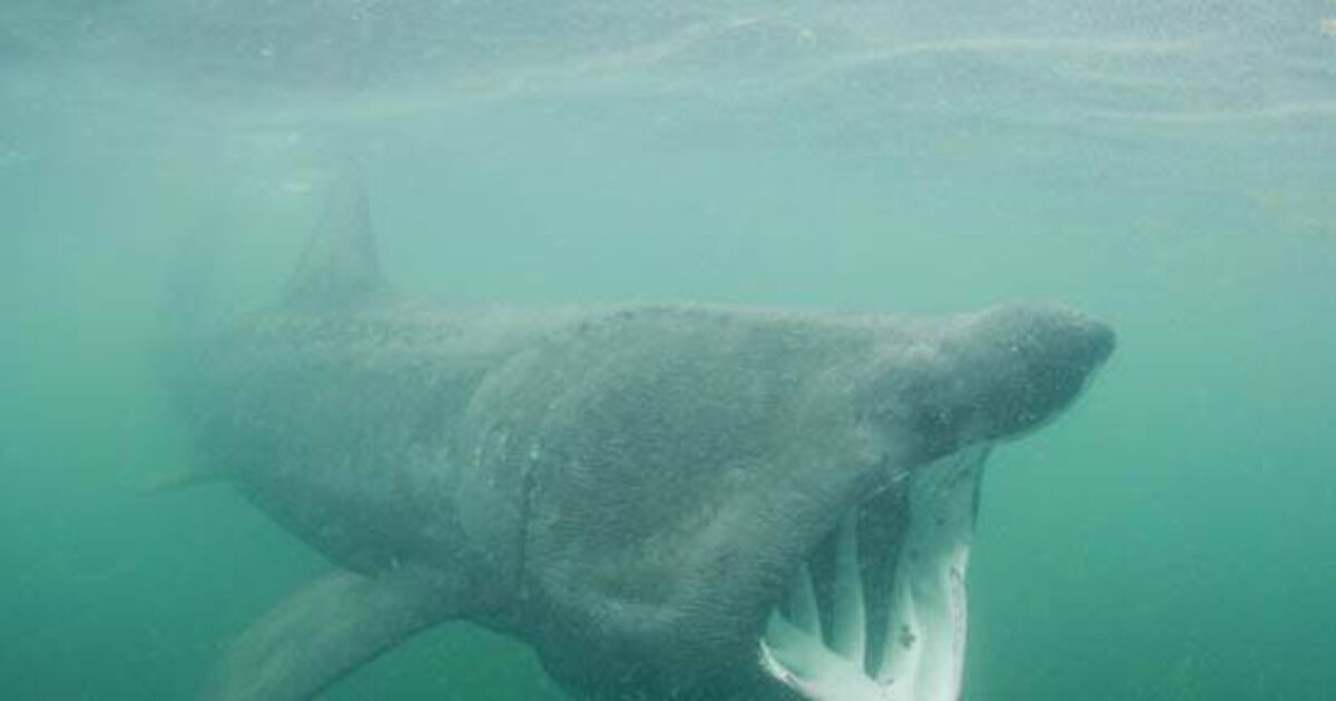 Ireland must protect its endangered basking sharks, urge global experts